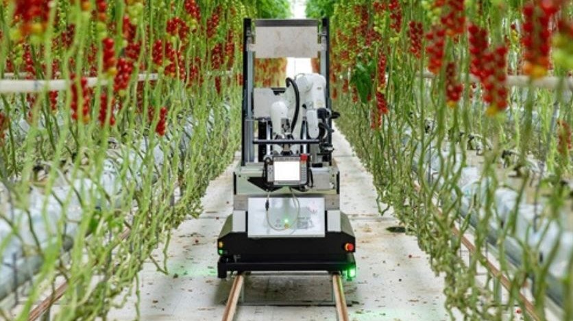 DENSO and Certhon introduce Artemy, a fully automated cherry truss ...